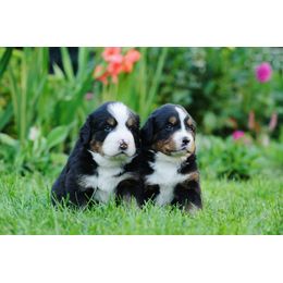 Fototapete papermoon "Berner Sennenhunde", bunt, B:2,5m L:1,9m, Vlies, Tapeten