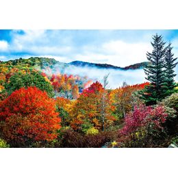 Fototapete papermoon "Bunter Wald", bunt, B:2,5m L:1,86m, Vlies, Tapeten