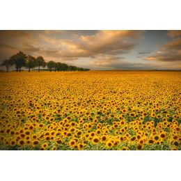 Fototapete papermoon "Photo-Art PIOTR KROL (BAX), SONNENBLUMEN", bunt, B:2,5m L:1,86m, Vlies, Tapeten