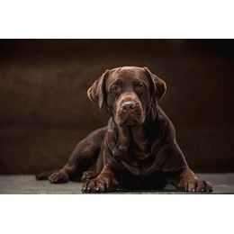 Fototapete papermoon "hund", bunt, B:2,5m L:1,86m, Vlies, Tapeten