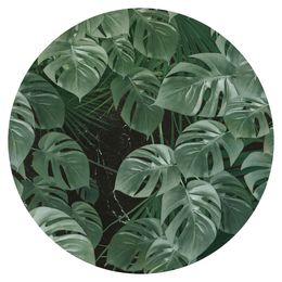 Vliestapete Komar "Vlies selbstklebend - Novel Monstera - Gr&ouml;&szlig;e 125 x 125 cm", gr&uuml;n, B:125m L:125m, Vlies, Tapeten, Wohnzimmer, Schlafzimmer