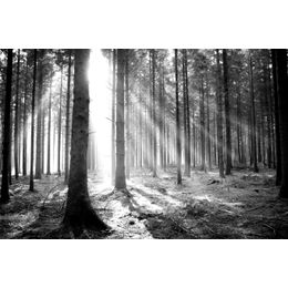 Fototapete papermoon "Wald Schwarz & Wei&szlig;", schwarz (schwarz, wei&szlig;), B:2,5m L:1,86m, Vlies, Tapeten