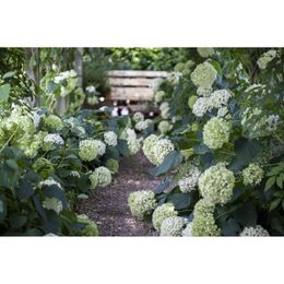 Schneeballhortensie 'Annabelle', 23 cm Topf