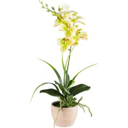 Kunstorchidee Creativ green "Orchidee Phalaenopsis", gr&uuml;n, H:45cm, Kunststoff, Kunstpflanzen, mit Sukkulenten und Graszweigen arrangiert