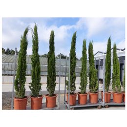 250 cm Mittelmeerzypresse Cupressus Semper. "Totem" Toskana Zypressen Zypresse