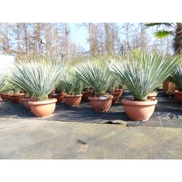 Yucca Rostrata 80 - 100 cm in Bonsai Schale winterhart &Oslash; Krone 70 - 100 cm