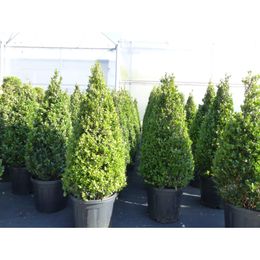 Ilex crenata Caroline Upright Pyramide 130 - 150 cm Kegel Buchsbaum Ersatz winterhart + robust