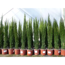 3 x Mittelmeerzypresse Cupressus Sempervirens Totem 100 - 120 cm Toskana Zypresse