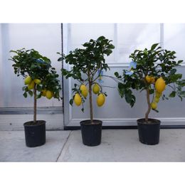 Zitrus Zitronenbaum Zitrone Citrus Limon Limone 100 - 120 cm Zitruspflanze mit reifen Fr&uuml;chten