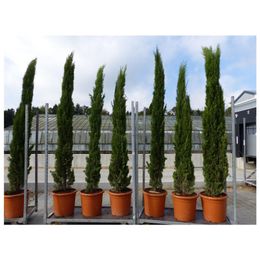 3 St&uuml;ck 250 cm Mittelmeerzypresse Cupressus Semper. "Totem" Toskana Zypressen Zypresse