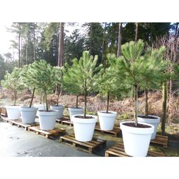 Pinus Pinea Mittelmeerkiefer 250 cm inkl. Pflanzk&uuml;bel &Oslash;80cm Pinie Kiefer Stamm Premium XL Stamm, winterhart