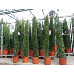 10x Mittelmeerzypresse 200 cm S&auml;ulen extra buschige Toskana Zypressen Zypresse Cupressus Semper.