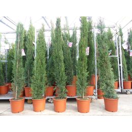 4x Mittelmeerzypresse 200 cm S&auml;ulen buschige Toskana Zypressen Zypresse Cupressus Semper.
