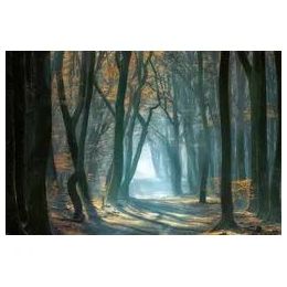 Fototapete papermoon "Photo-Art ELLEN BORGGREVE, KALTES LICHT IM WALD", bunt, B:4,5m L:2,8m, Vlies, Tapeten