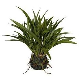 Kunstgras Creativ green "Grasbusch Miscanthus im Moosballen", gr&uuml;n, H:35cm, Obermaterial: 100% Polyethylen, Kunstpflanzen