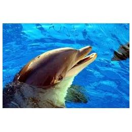Fototapete papermoon "Delfin", bunt, B:3m L:2,23m, Vlies, Tapeten