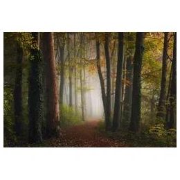 Fototapete papermoon "Photo-Art YE, BUNTE WALD DES HERBSTES", bunt, B:2,5m L:1,86m, Vlies, Tapeten
