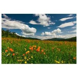Fototapete papermoon "BLUMEN-WIESE-TROLLBLUMEN GEBIRGE WALD FELD WOLKEN SONNE", bunt, B:2,5m L:1,86m, Vlies, Tapeten