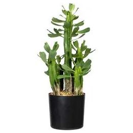 K&uuml;nstliche Zimmerpflanze Creativ green "Sukkulente Euphorbie", gr&uuml;n, H:40cm, Kunststoff, Kunstpflanzen, K&uuml;nstliche Zimmerpflanze