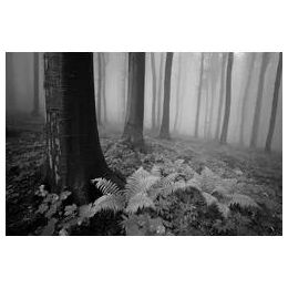 Fototapete papermoon "Wald Schwarz & Wei&szlig;", schwarz (schwarz, wei&szlig;), B:2,5m L:1,86m, Vlies, Tapeten