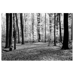 Fototapete papermoon "Wald Schwarz & Wei&szlig;", schwarz (schwarz, wei&szlig;), B:2,5m L:1,86m, Vlies, Tapeten