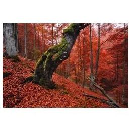 Fototapete papermoon "Baum in Wald", bunt, B:3m L:2,23m, Vlies, Tapeten