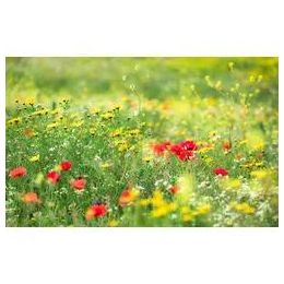 Vliestapete Komar "Digitaldruck Vlies - Wiesenzauber II - Gr&ouml;&szlig;e 450 x 280 cm", bunt, B:450m L:280m, Vlies, Tapeten, Wohnzimmer, Schlafzimmer