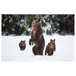 Fototapete papermoon "GRIZZLEY B&Auml;R-MIT JUNGEN WINTER NATUR WILDE TIERE WALD", bunt, B:2,5m L:1,86m, Vlies, Tapeten