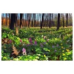 Fototapete papermoon "Blumenwiese im Wald", bunt, B:3m L:2,23m, Vlies, Tapeten