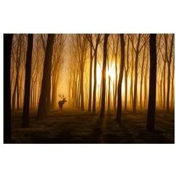 Fototapete papermoon "Photo-Art NAFETS NORIM, ES WAR EINMAL", bunt, B:2,5m L:1,86m, Vlies, Tapeten