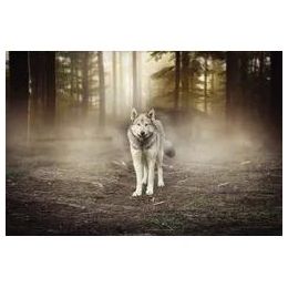 Fototapete papermoon "Wolf im Wald", bunt, B:3m L:2,23m, Vlies, Tapeten