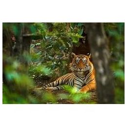 Fototapete papermoon "Tiger im Wald", bunt, B:2,5m L:1,86m, Vlies, Tapeten