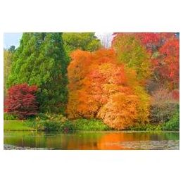 Fototapete papermoon "HERBST-WALD-BAUM FLUSS BLUMEN NATUR PFLANZE SONNE WIESE", bunt, B:3m L:2,23m, Vlies, Tapeten