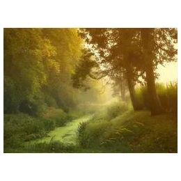 Fototapete papermoon "Wald mit Fluss", bunt, B:2,5m L:1,86m, Vlies, Tapeten