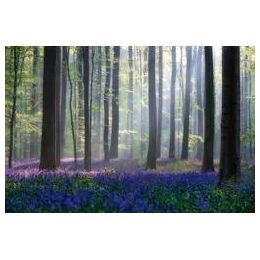 Fototapete papermoon "Photo-Art ADRIAN POPAN, WALD MIT BLAUER BLUMENWIESE", bunt, B:2,5m L:1,86m, Vlies, Tapeten