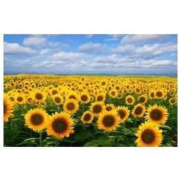 Fototapete papermoon "SONNENBLUMEN-BLUMEN FELD PFLANZE DEKOR NATUR MUSTER", bunt, B:2,5m L:1,86m, Vlies, Tapeten