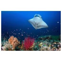Fototapete papermoon "Photo-Art BARATHIEU GABRIEL, OCEAN MANTA RAY AUF DEM RIFF", bunt, B:2,5m L:1,86m, Vlies, Tapeten