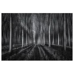 Fototapete papermoon "Photo-Art JINGSHU ZHU, IN DEN WALD", bunt, B:2,5m L:1,86m, Vlies, Tapeten