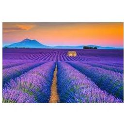 Fototapete papermoon "LAVENDEL-FELD-PROVENCE WIESE GEBIRGE BLUMEN SONNE WALD", bunt, B:5m L:2,8m, Vlies, Tapeten