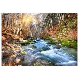Fototapete papermoon "Fluss durch Wald", bunt, B:2,5m L:1,86m, Vlies, Tapeten