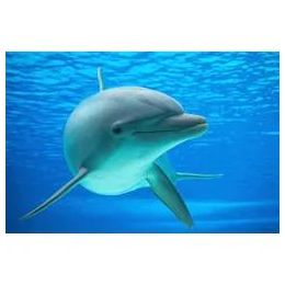 Fototapete papermoon "DELFINE-ZAHNWAL TIER SEE OZEAN MEER WASSER WALE ORCA", bunt, B:2,5m L:1,86m, Vlies, Tapeten