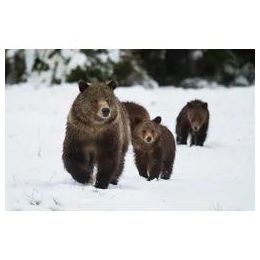 Fototapete papermoon "GRIZZLEY B&Auml;R-MIT JUNGEN WINTER NATUR WILDE TIERE WALD", bunt, B:2,5m L:1,86m, Vlies, Tapeten