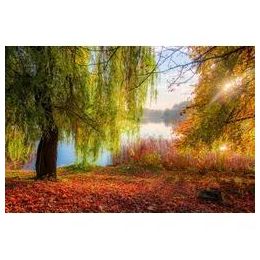 Fototapete papermoon "HERBST-SEE-SONNE WALD UFER WASSER WALD B&Auml;UME STRAND", bunt, B:2,5m L:1,86m, Vlies, Tapeten