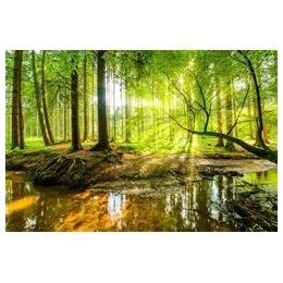 Fototapete papermoon "WALD-HERBST NATUR LANDSCHAFT B&Auml;UME DSCHUNGEL SEE BIRKEN", bunt, B:2,5m L:1,86m, Vlies, Tapeten