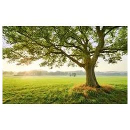 Vliestapete Komar "Digitaldruck Vlies - The Magic Tree - Gr&ouml;&szlig;e 450 x 280 cm", bunt, B:450m L:280m, Vlies, Tapeten, Wohnzimmer, Schlafzimmer