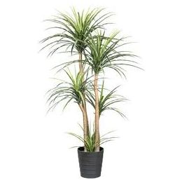 Kunstpflanze Creativ green "Dracaena", gr&uuml;n, H:160cm, Kunstpflanzen, Kunstpflanze, auf 5 St&auml;mmen