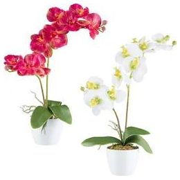 Kunstorchidee Creativ green "Orchidee Phalaenopsis", pink, H:57cm, Kunststoff, Kunstpflanzen, mit real-touch-Bl&uuml;ten