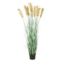Kunstgras Creativ green "Grasbusch Cortaderia", gr&uuml;n (gr&uuml;n natur), H:175cm, Kunststoff, Kunstpflanzen, in opulenter Gr&ouml;&szlig;e