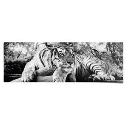 Poster Reinders "Tigerblick", schwarz (farbe bild(er): schwarz), B:158cm H:53cm, Papier, Bilder, Poster
