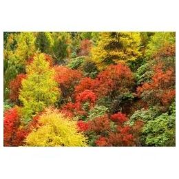 Fototapete papermoon "Herbst Wald", bunt, B:2m L:1,49m, Vlies, Tapeten